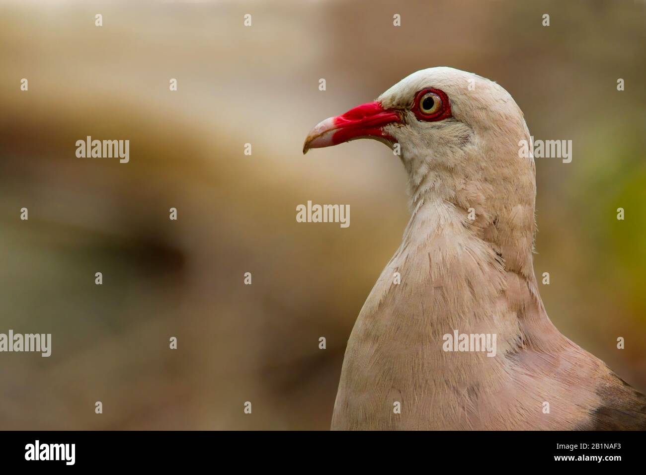 Pigeon rose (Columba mayeri, Nesoenas mayeri, Streptopelia mayeri) et ...