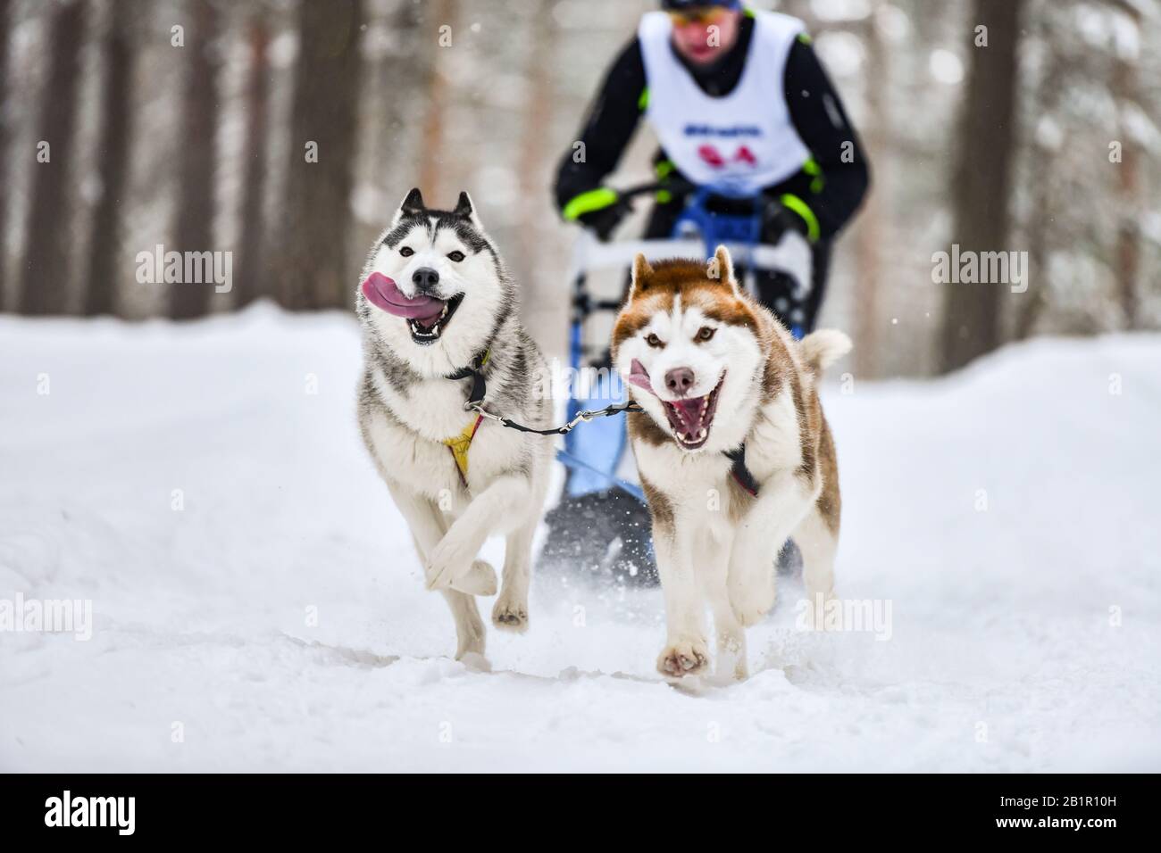 Courses de chiens de traîneau. Les chiens de traîneau Husky tirent un ...