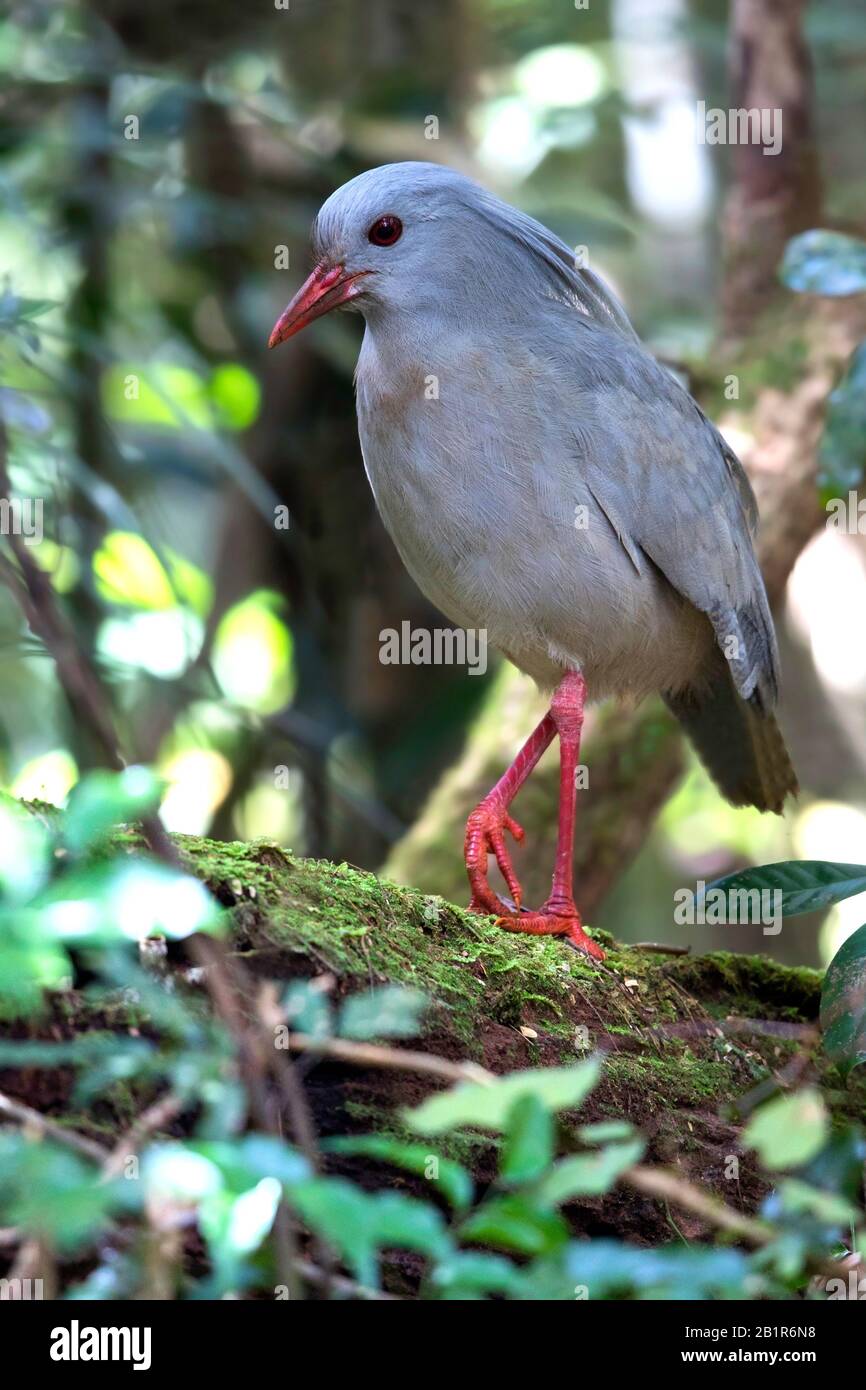 Oiseau longues pattes Banque de photographies et d’images à haute ...