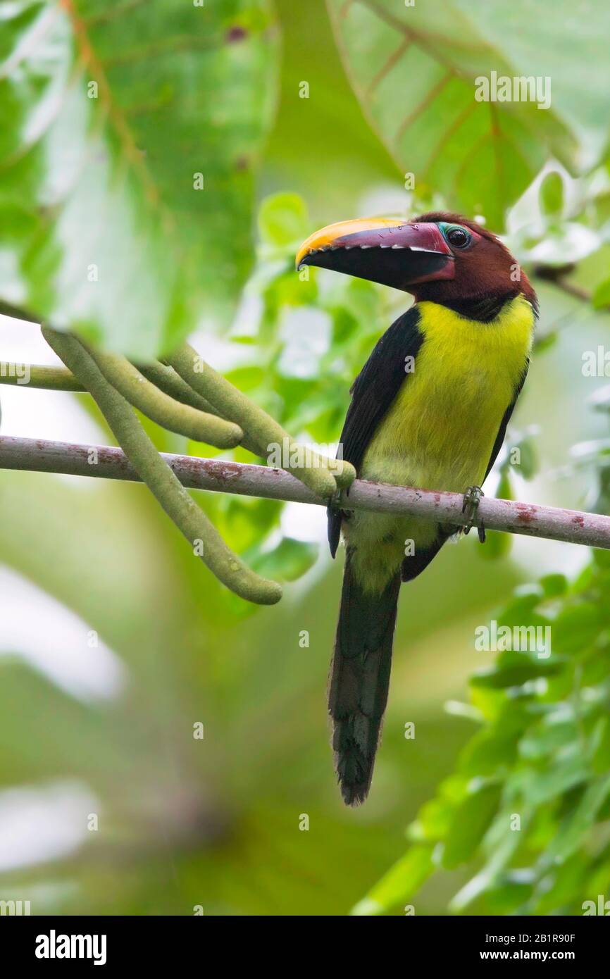 L'aracari vert (Pteroglossus viridis) est l'un des plus petits membres ...