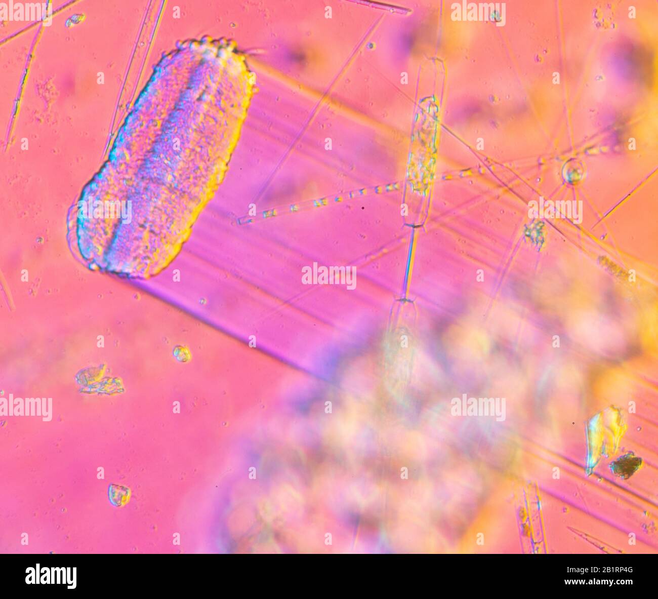 Micro, microscope, instrument, microscopie, science, recherche, petits ...