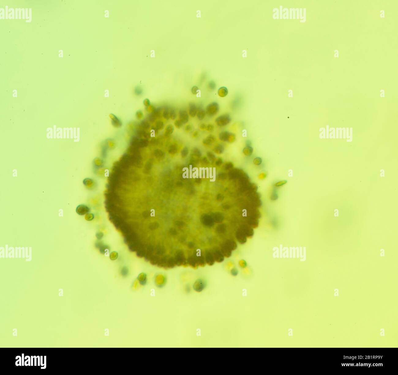 Micro organismes procaryotes Banque de photographies et d’images à ...