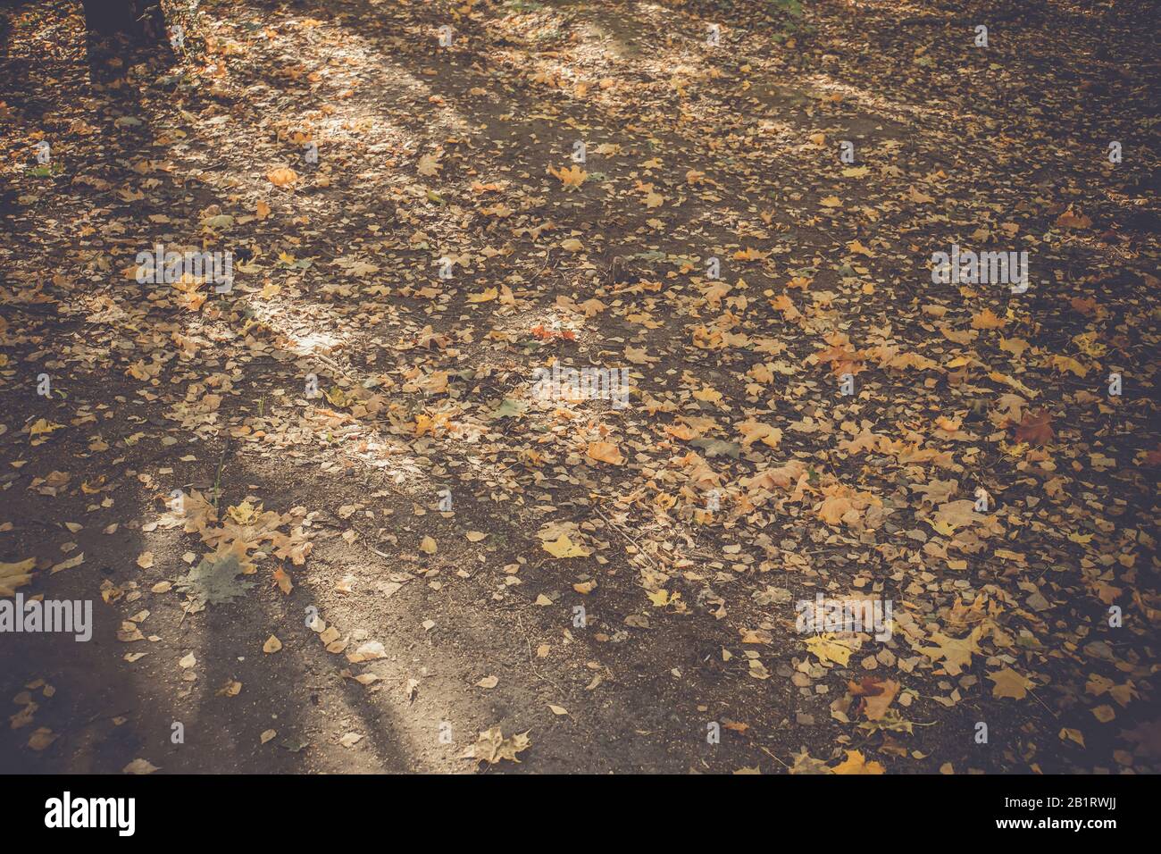 Des feuilles d'automne colorées et déchue sont sur le sol, des couleurs ...
