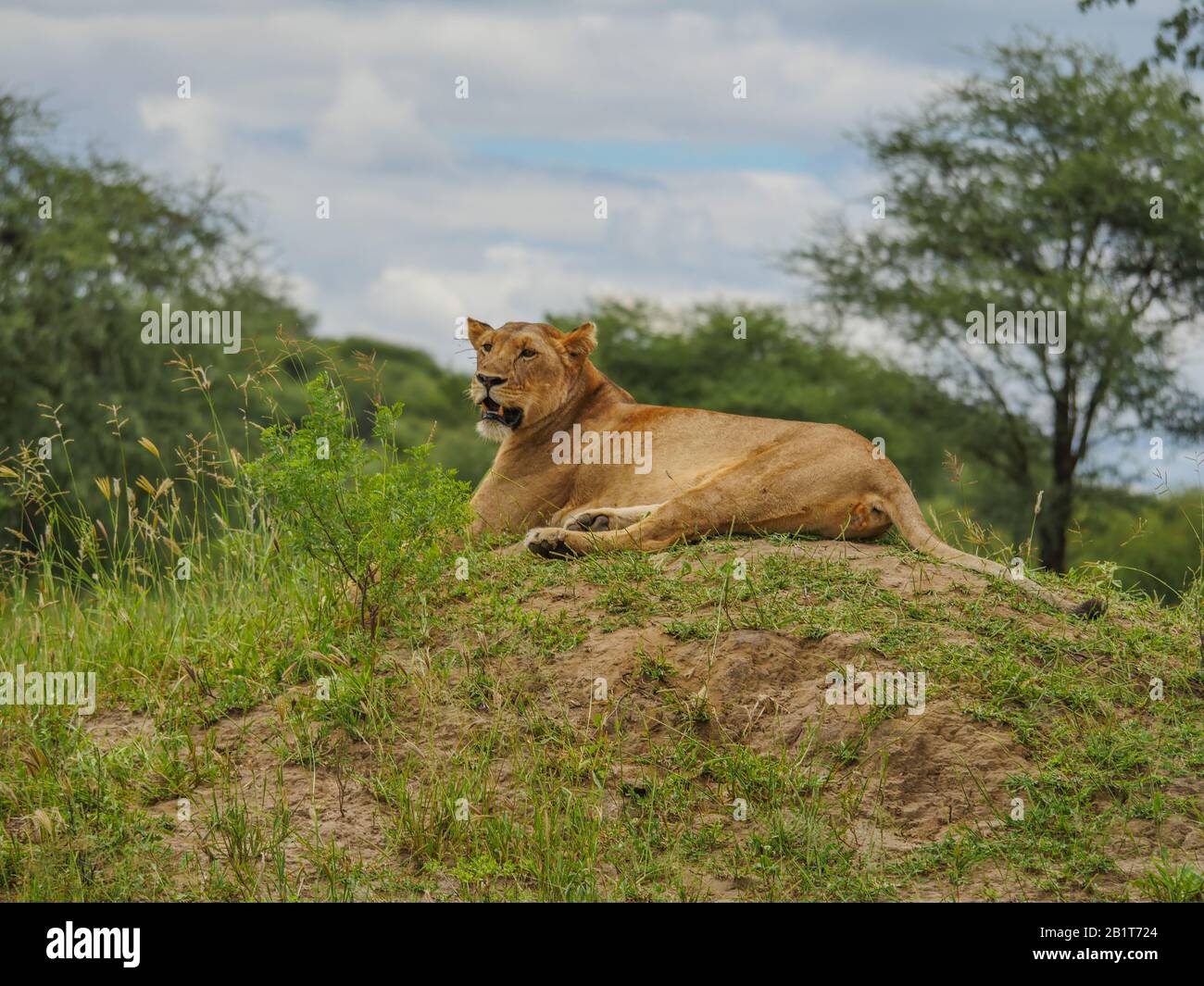 Lions hunting Banque de photographies et d’images à haute résolution ...