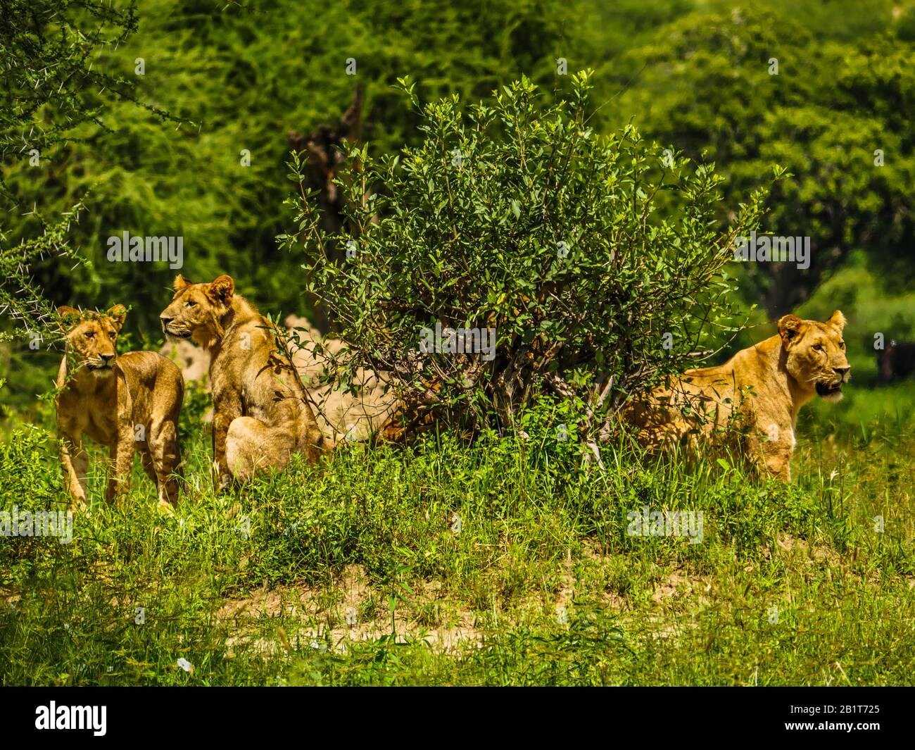 Lions hunting Banque de photographies et d’images à haute résolution - Alamy