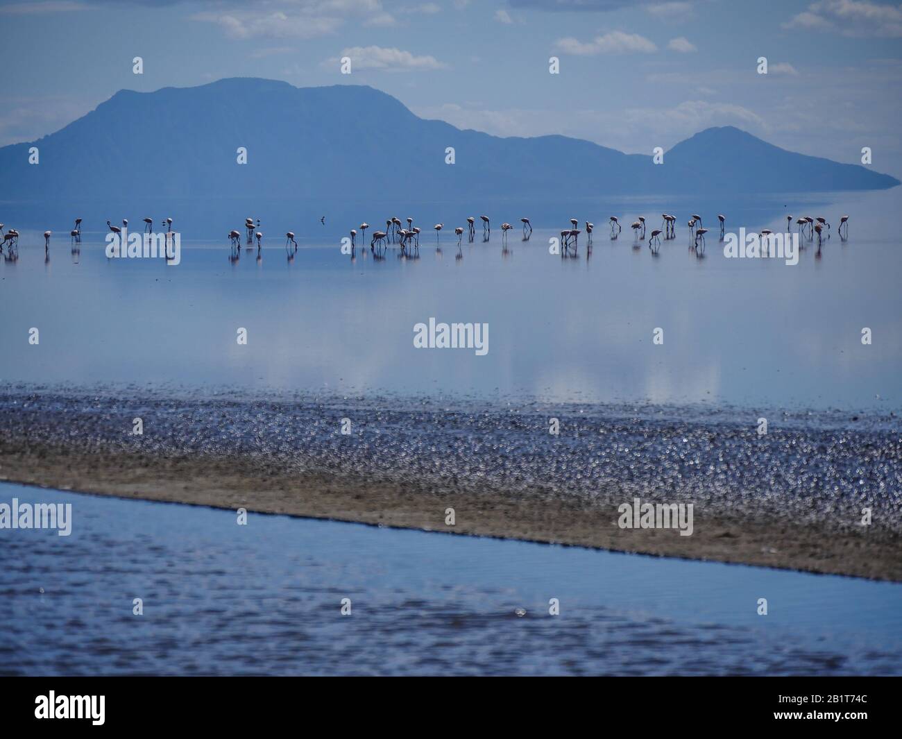 Flamants roses au lac de natron Banque de photographies et d’images à ...