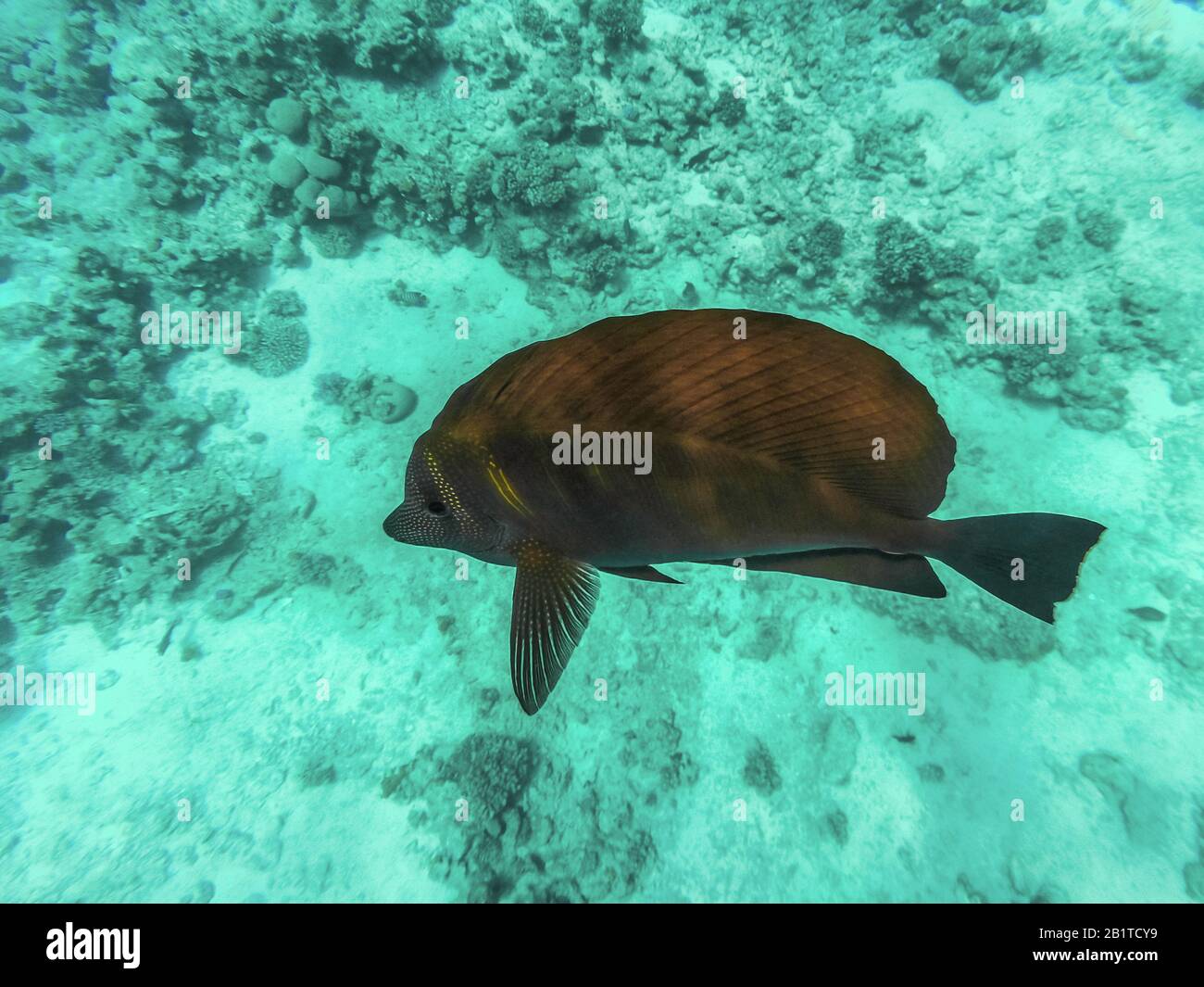 Poissons En Mer - Desjardins Voile Zebrasome. Prise sous-marine en mer ...