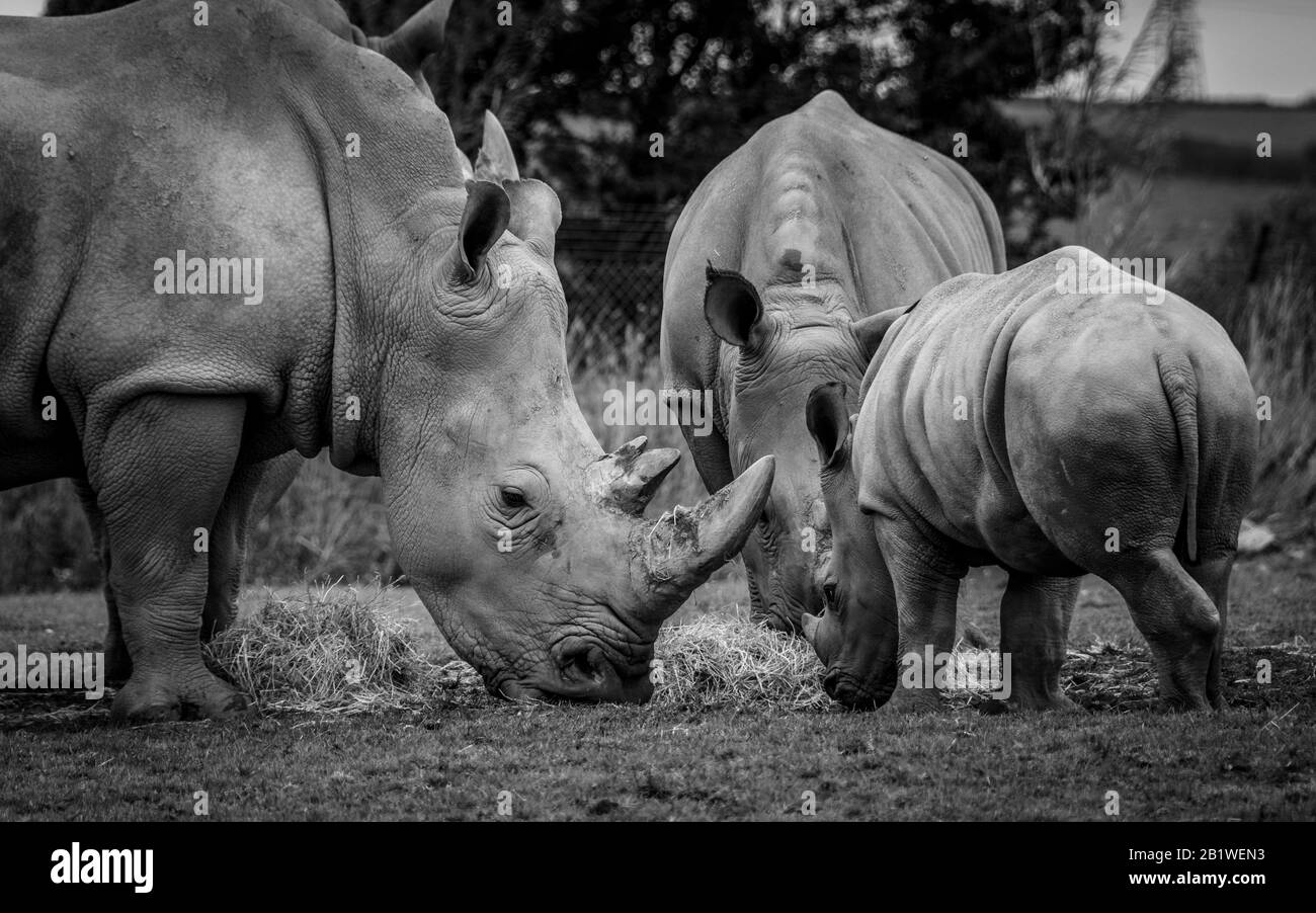 Rhinocéros Blanc Banque d'images noir et blanc - Alamy
