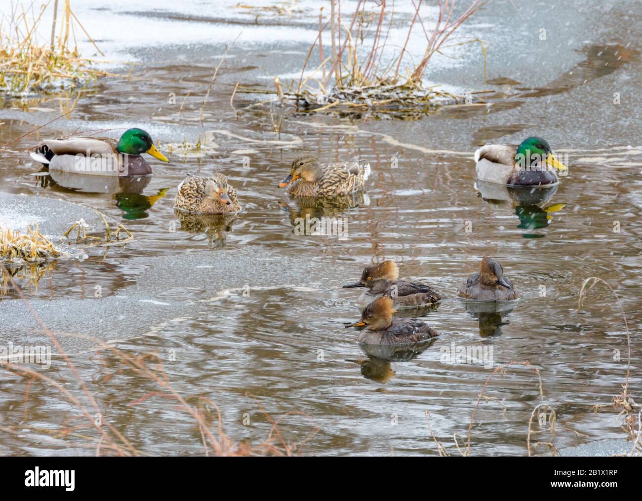 Canards piscivores Banque de photographies et d’images à haute ...