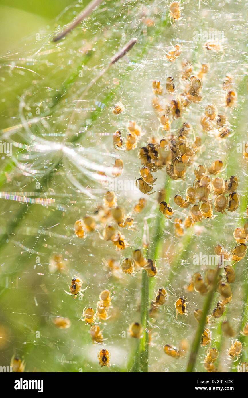 Petites araignées jaunes Banque de photographies et d’images à haute ...