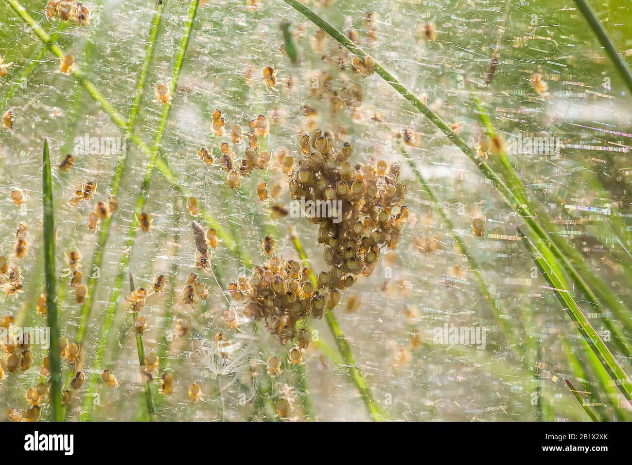 Nid d'araignée. Arachnophobie, concept dégoûtant et effrayant. Insectes ...