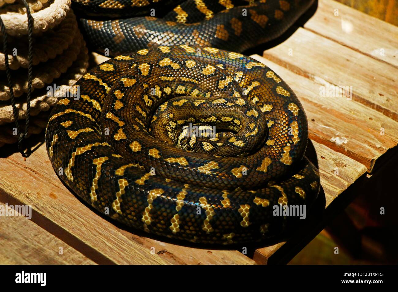 Anaconda snake serpent constrictor head Banque de photographies et d ...