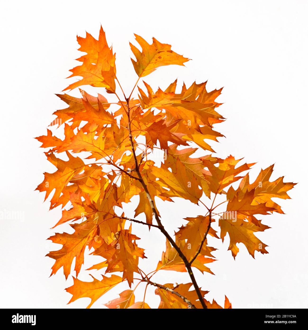 Branche de chêne rouge du nord (ou chêne champion, Quercus rubra ...