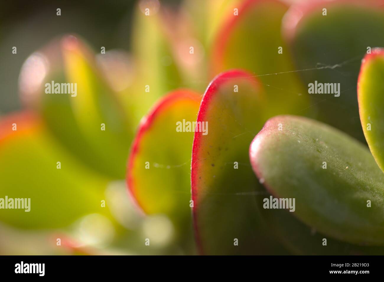 Crassula ovata rose Banque de photographies et d’images à haute ...