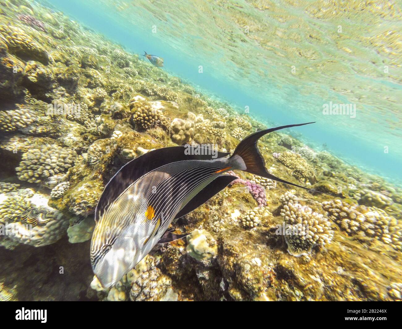 Poisson chirurgien arabe Banque de photographies et d’images à haute ...
