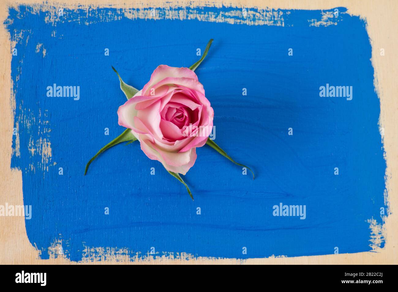 Rose classique Banque de photographies et d’images à haute résolution ...