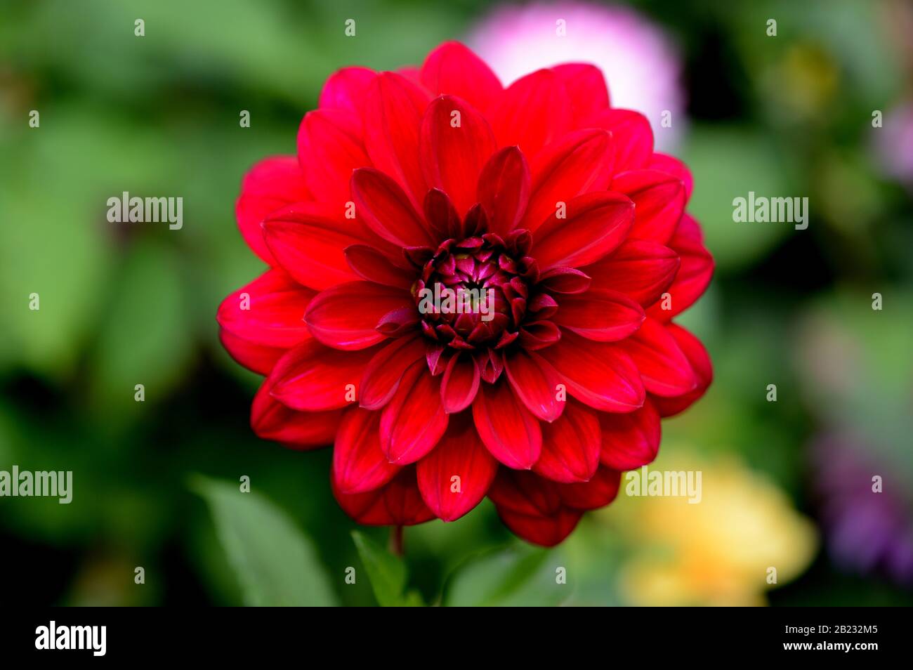 Dahlia arabian night Banque de photographies et d’images à haute ...