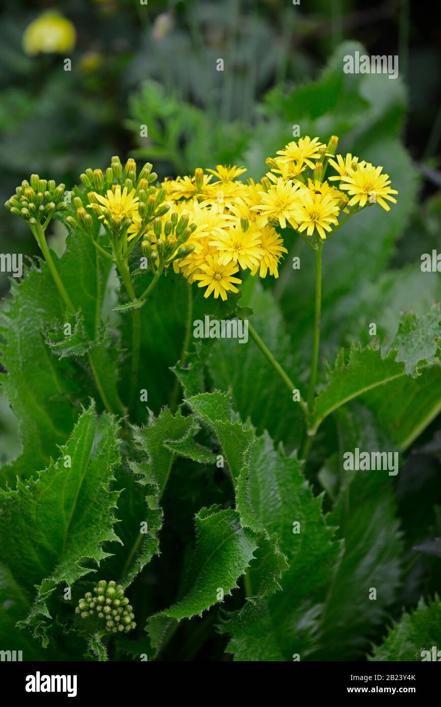 Leontodon rigens,hirondelle rigide,Leontodon rigens Girandole ...