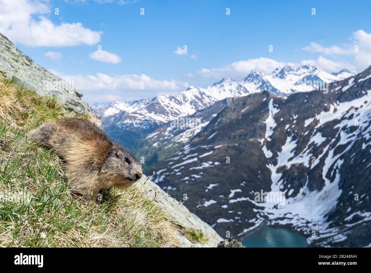 Marmotte marmota marmota devant un paysage de montagne Banque de ...