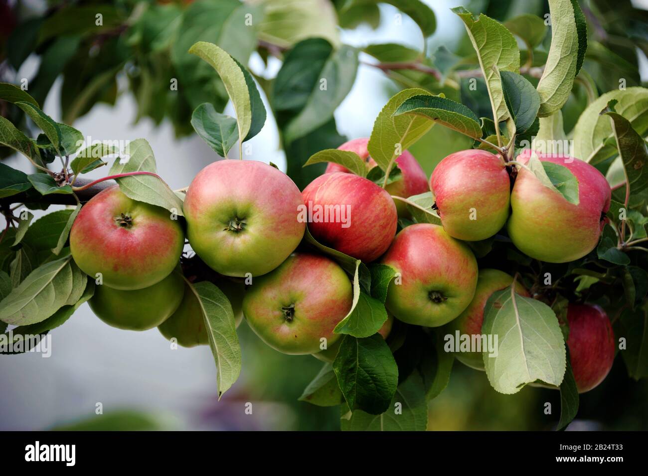 Malus domestica gravensteiner Banque de photographies et d’images à ...