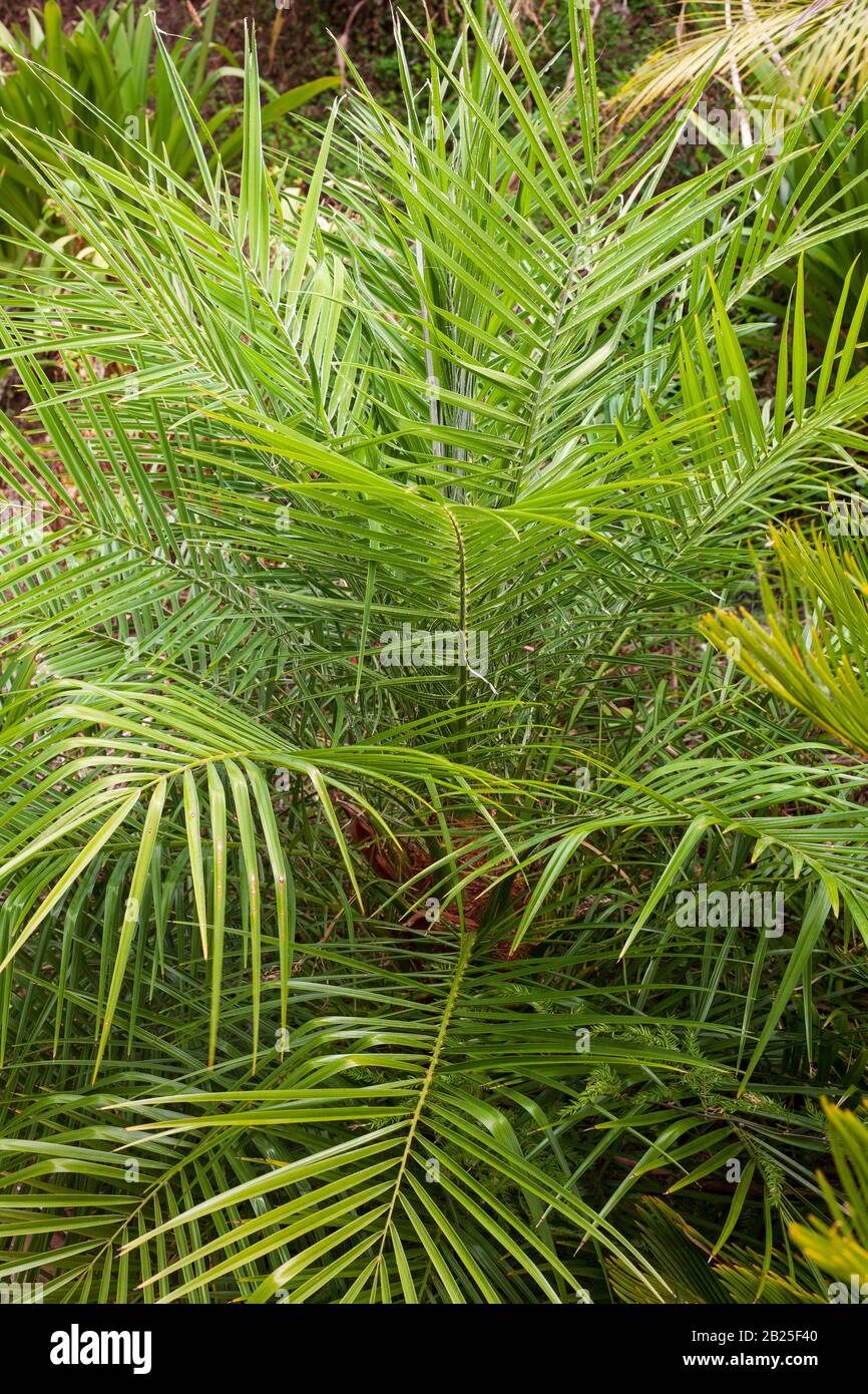 Datier nain Banque de photographies et d’images à haute résolution - Alamy