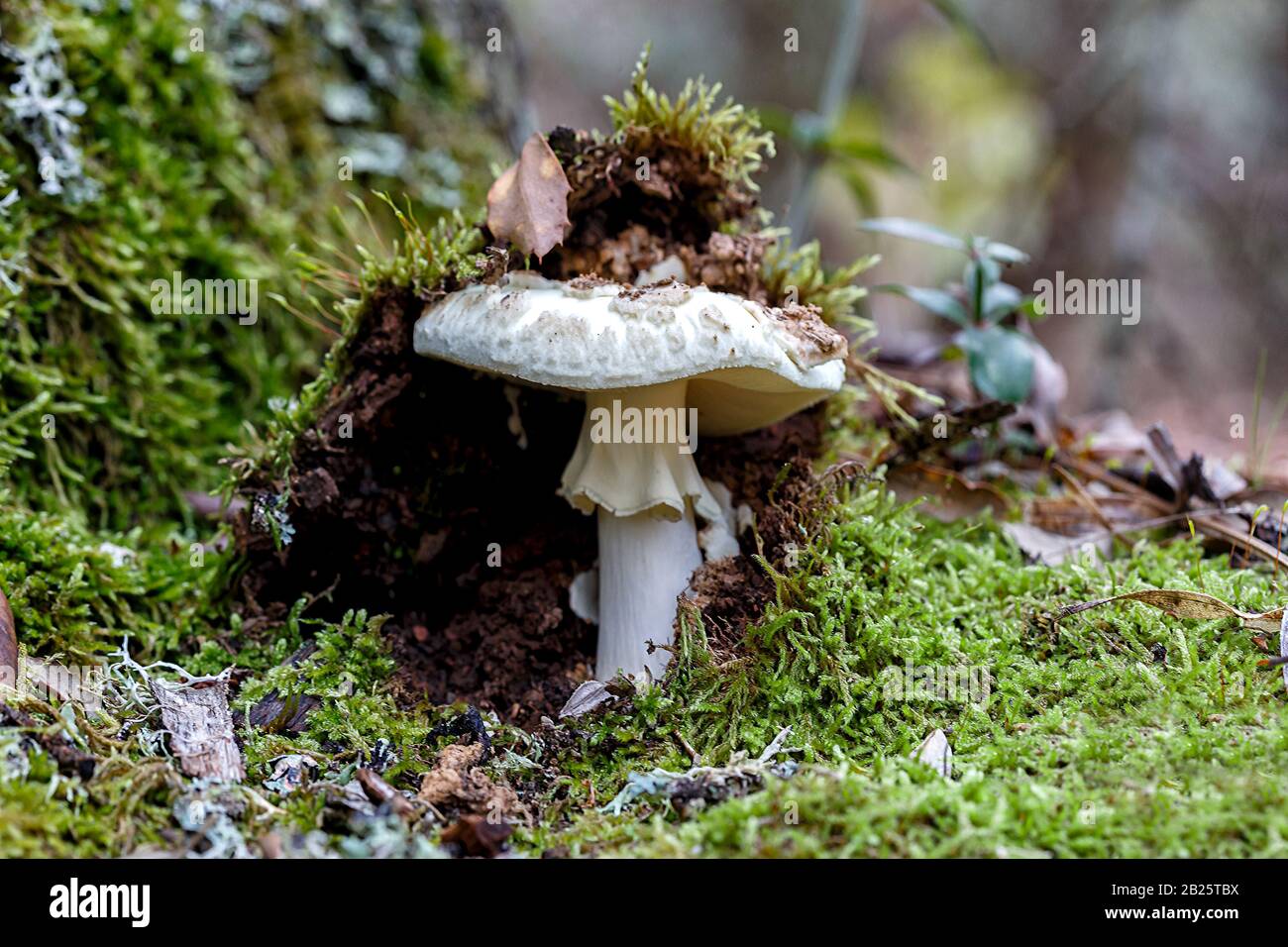 Champignons dans la forêt scène d'automne. Belle proximité de ...