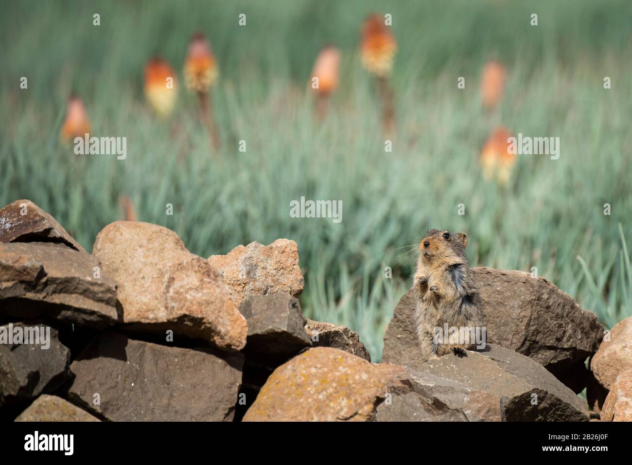 Rat vlei Banque de photographies et d’images à haute résolution - Alamy