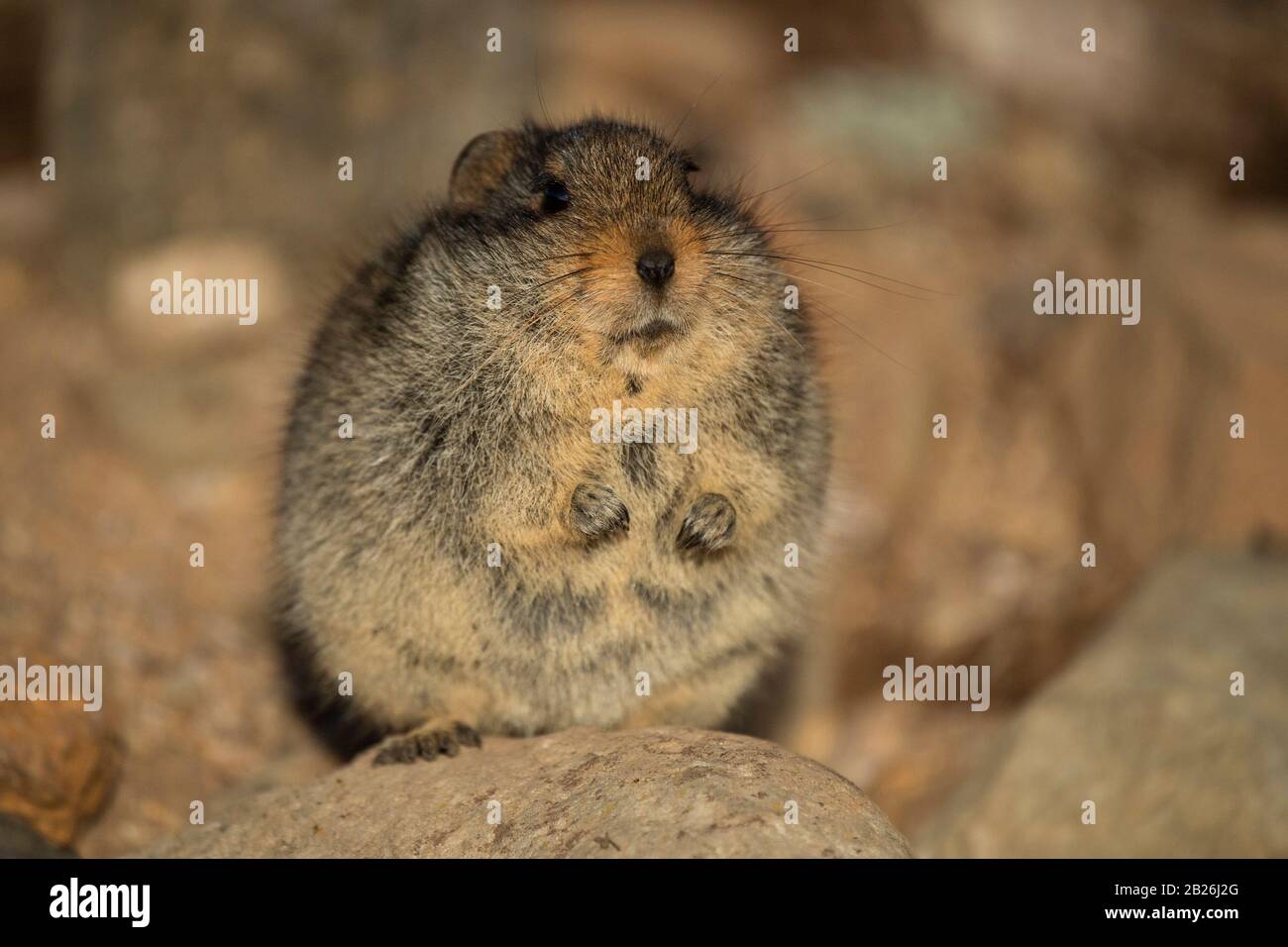 Rat vlei Banque de photographies et d’images à haute résolution - Alamy