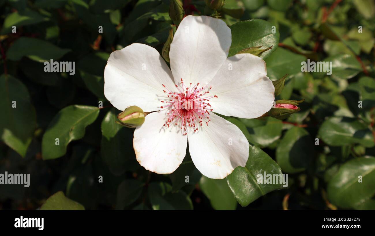 Race De Fleurs Banque d'image et photos - Alamy