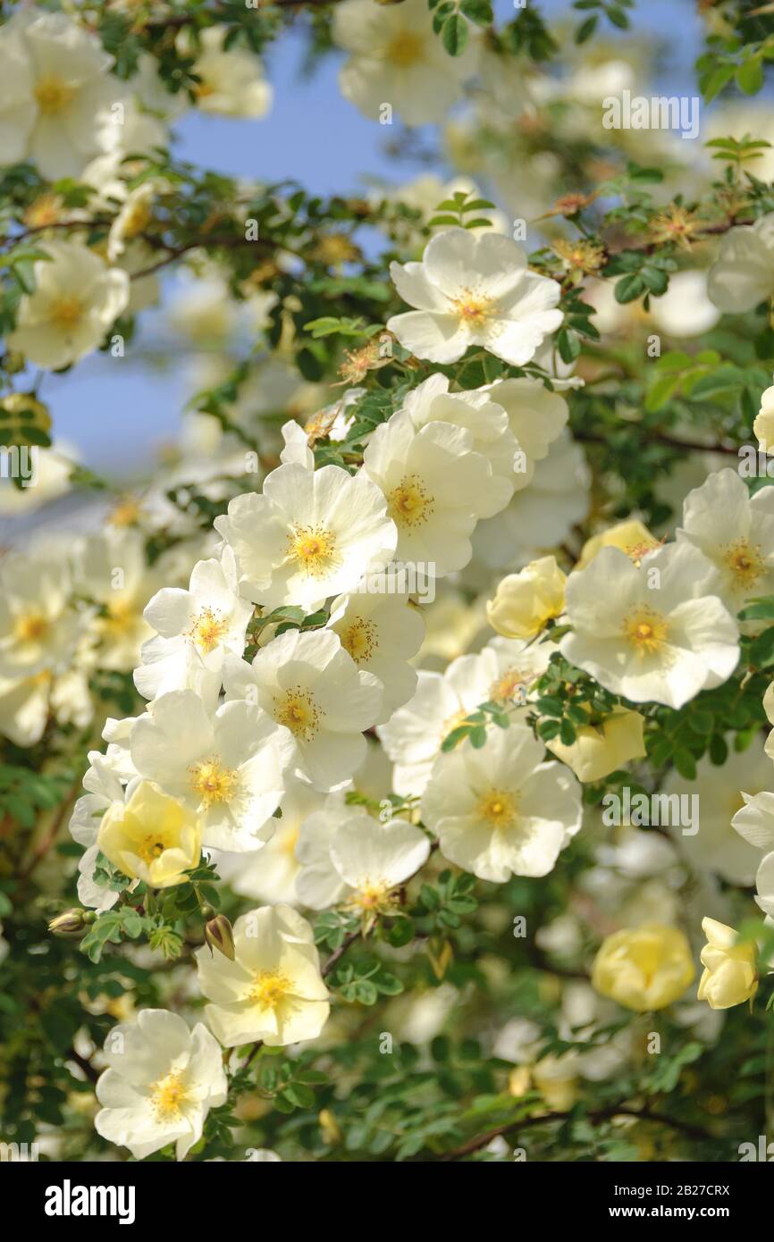 Rosa hugonis Banque de photographies et d’images à haute résolution - Alamy