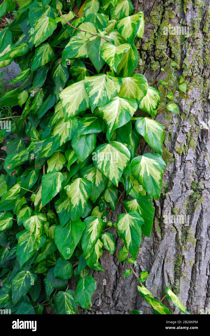 Hedera colchica ‘sulphur heart’ Banque de photographies et d’images à ...