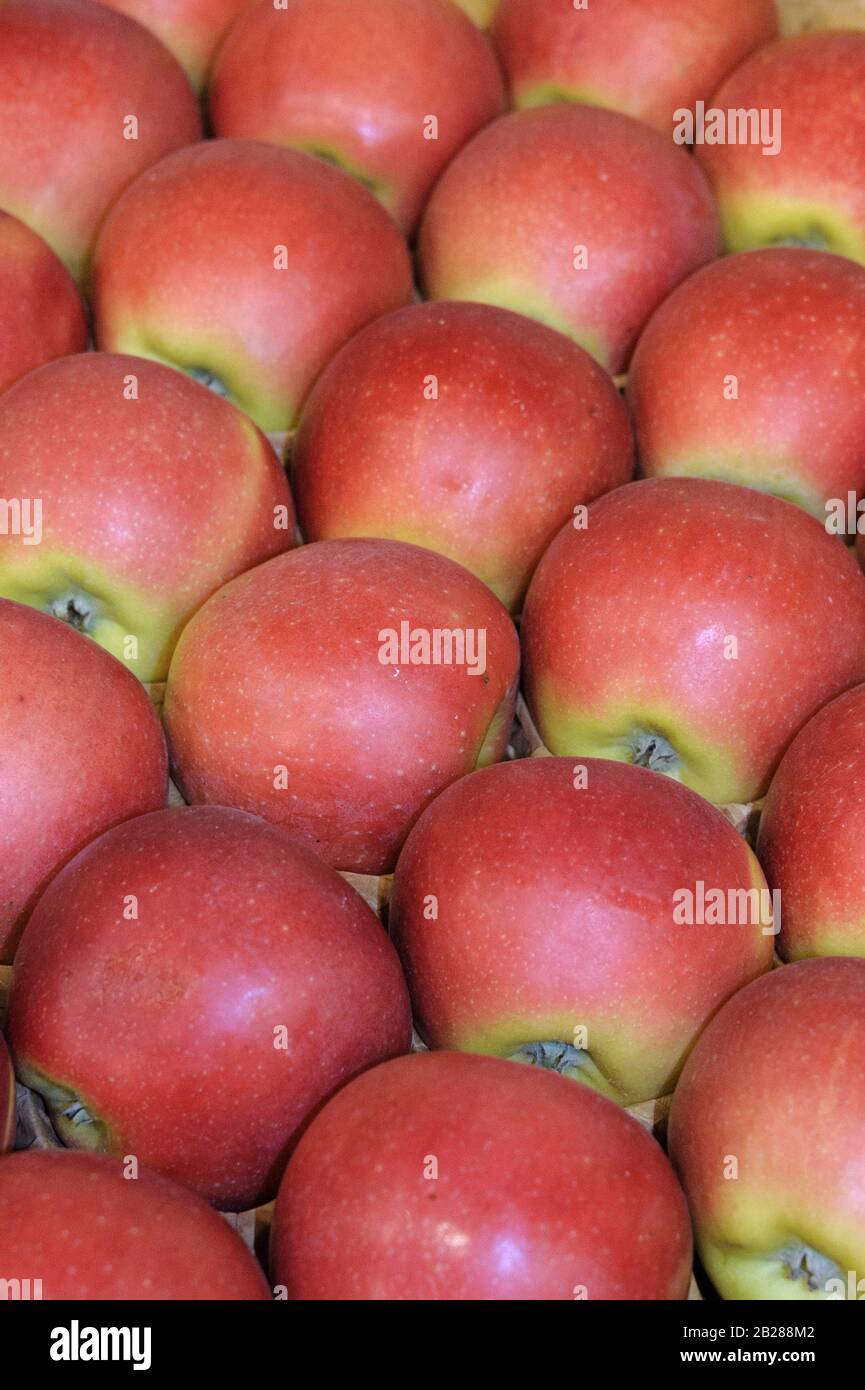 Malus domestica nicoter Banque de photographies et d’images à haute résolution - Alamy