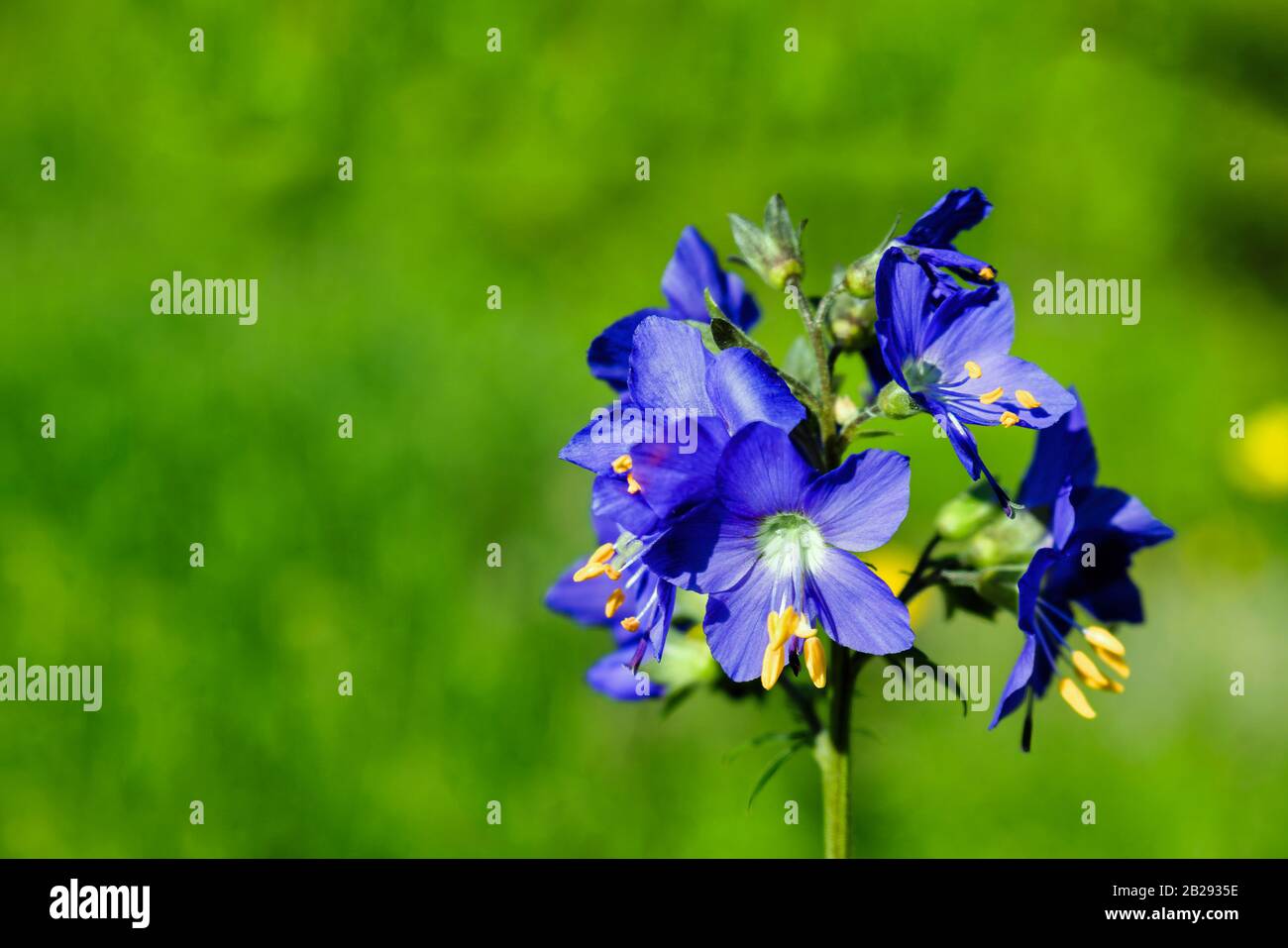 Blue jacobs ladder polemonium caeruleum Banque de photographies et d ...