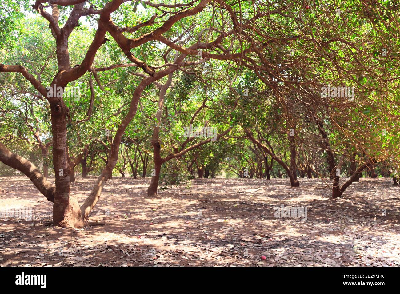 Cashew plantation Banque de photographies et d’images à haute ...