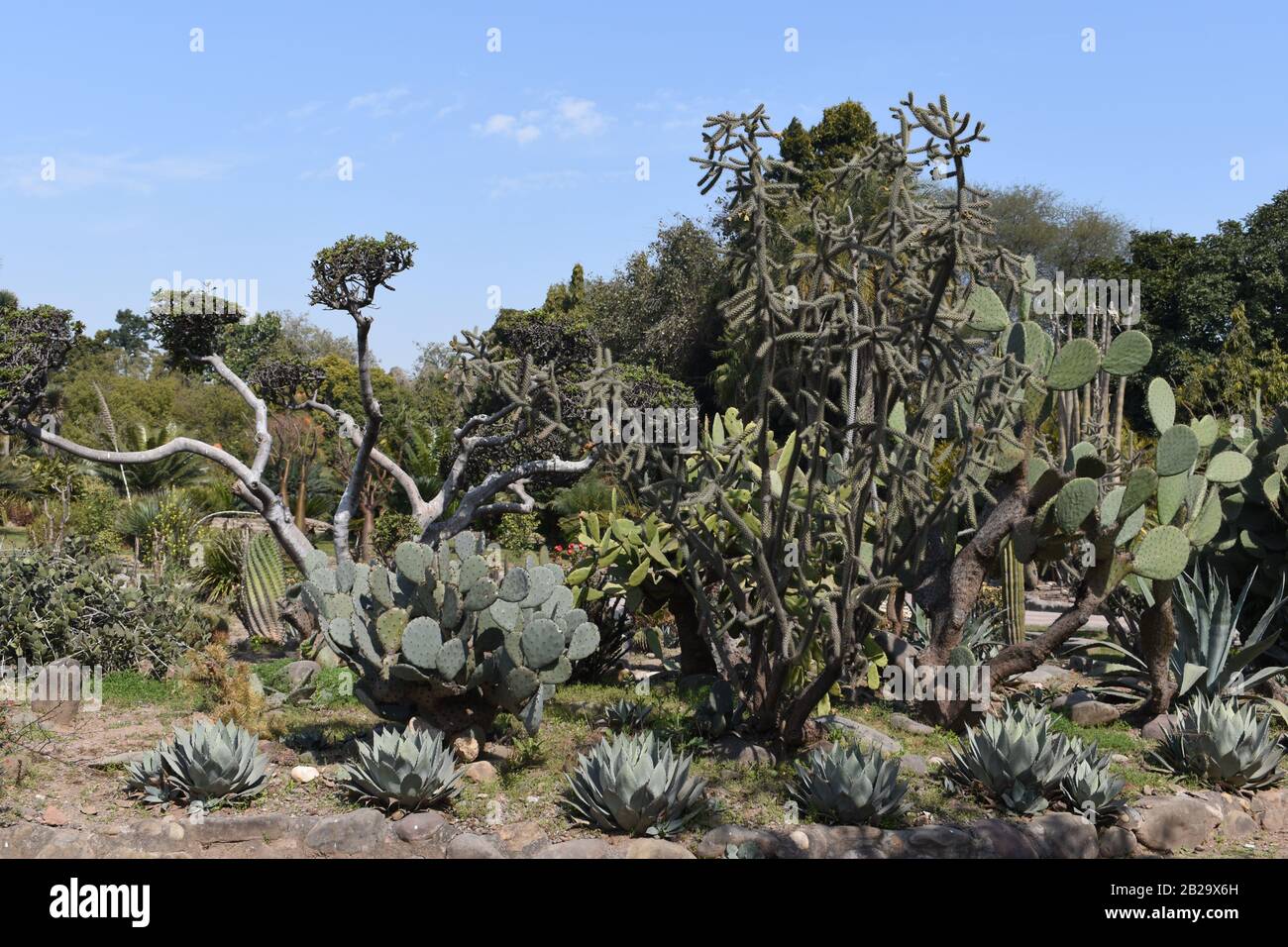 Différents types de cactus et de succulents dans un jardin de Cactus ...