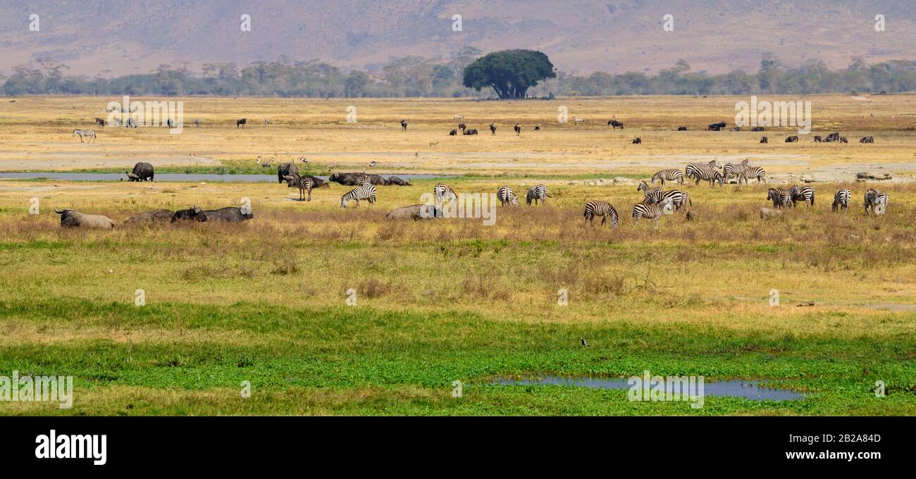 Ngorongoro crater national park Banque de photographies et d’images à ...