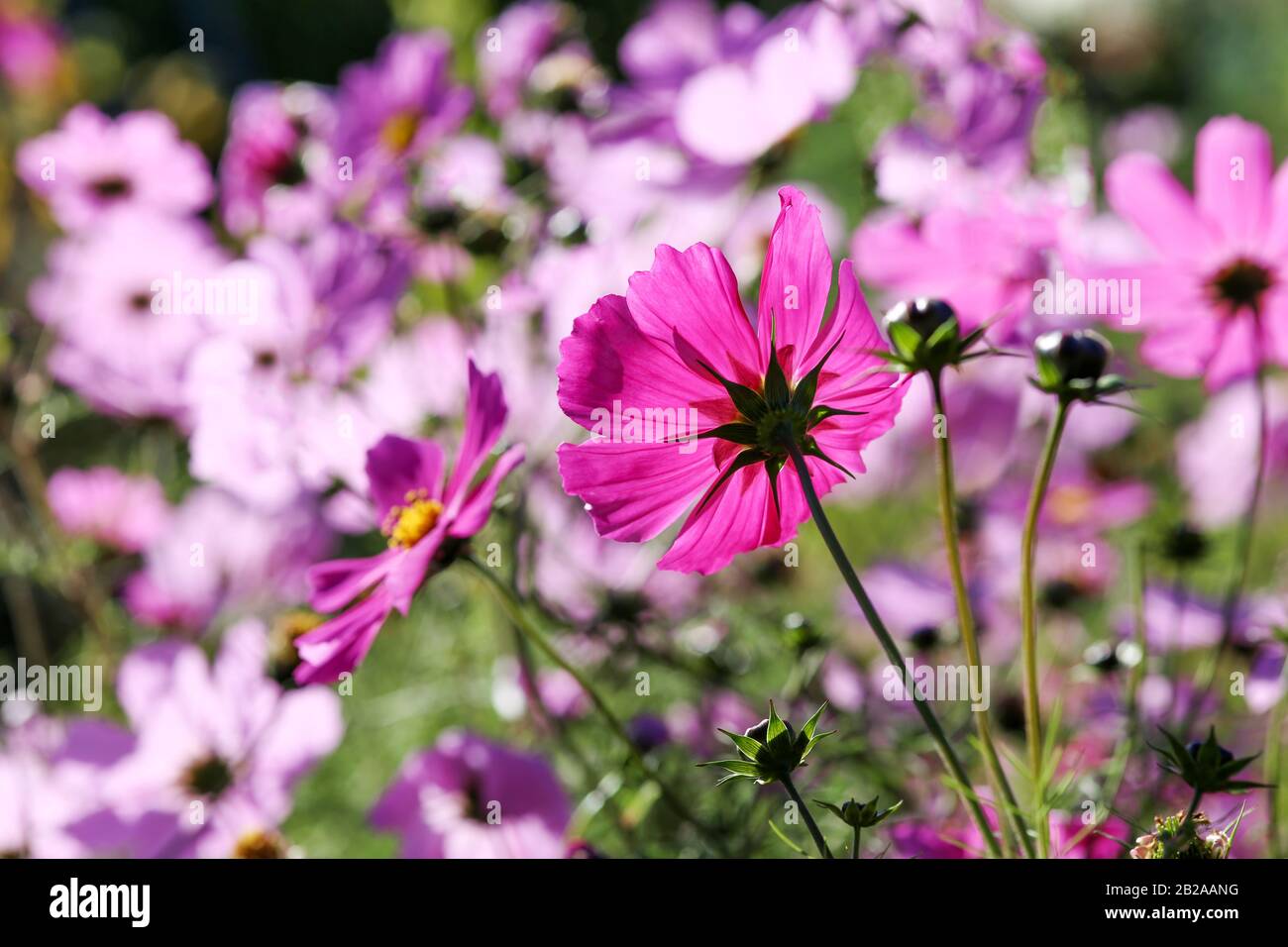 Champ de fleurs cosmos Banque de photographies et d’images à haute ...