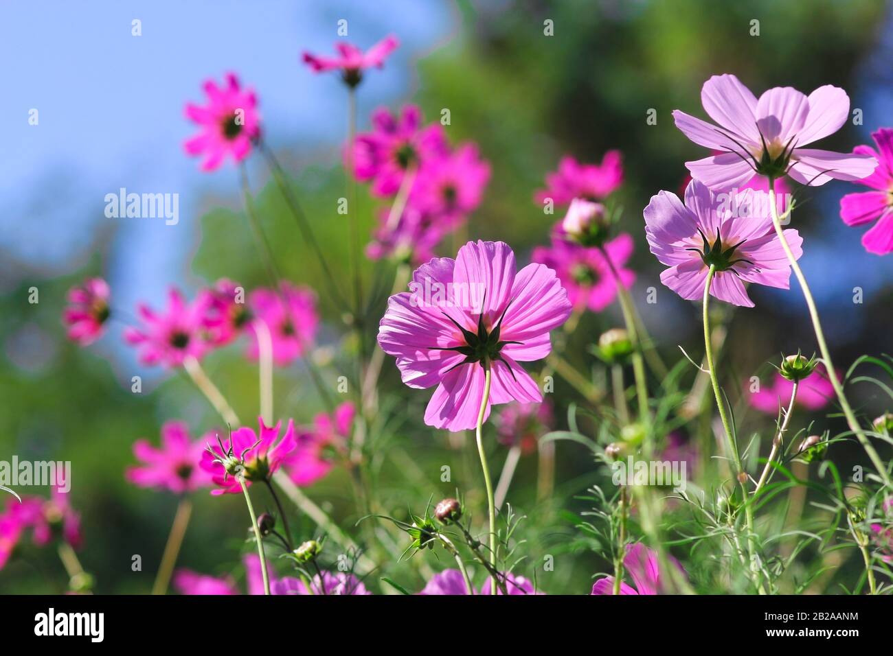 Champ de fleurs cosmos Banque de photographies et d’images à haute ...