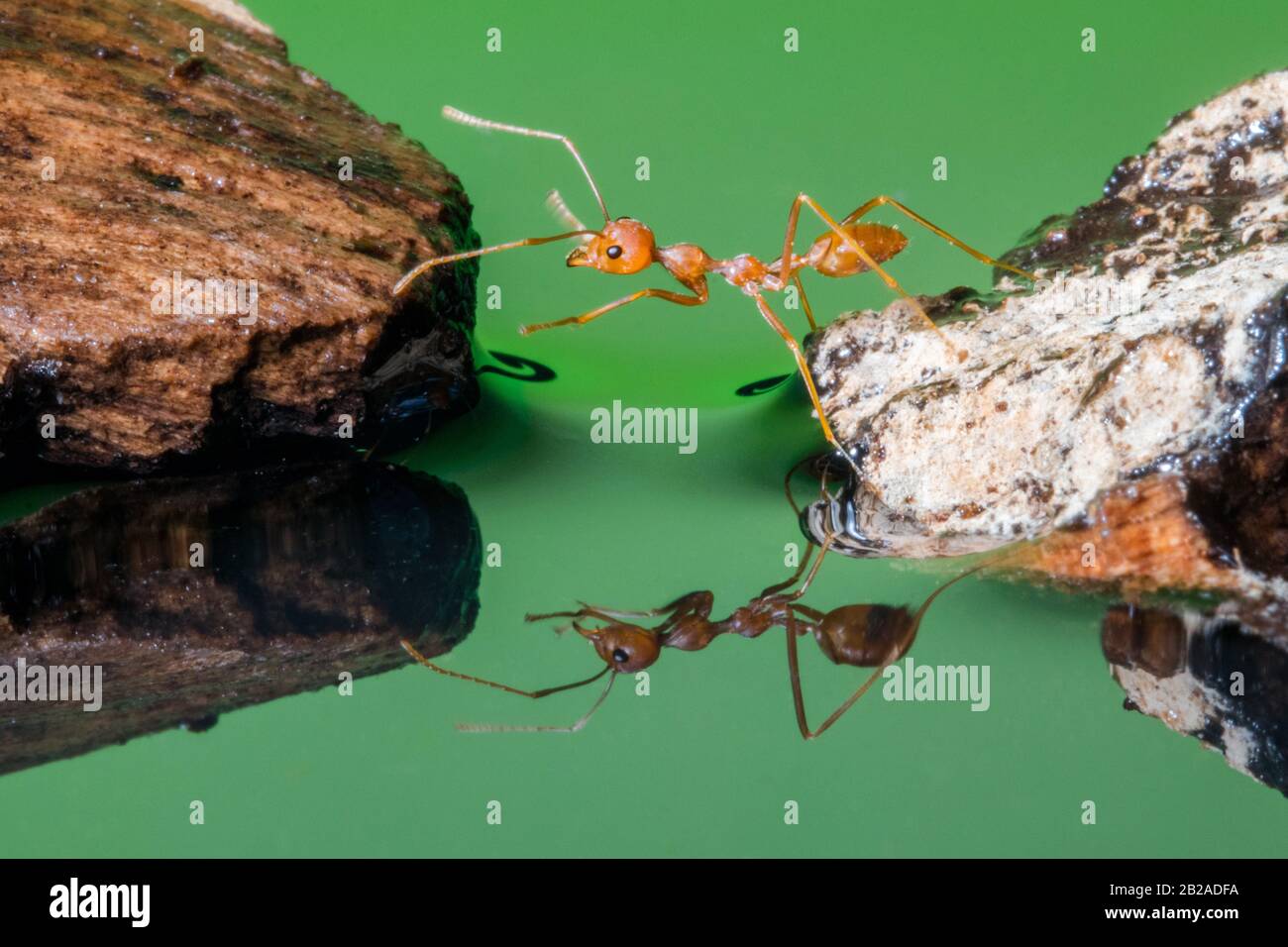 Fourmi rouge Banque de photographies et d’images à haute résolution - Alamy