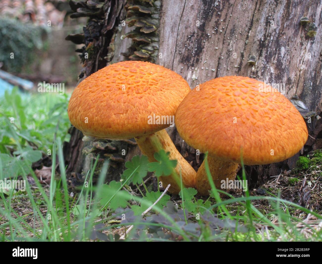 Champignon orange Banque de photographies et d’images à haute ...