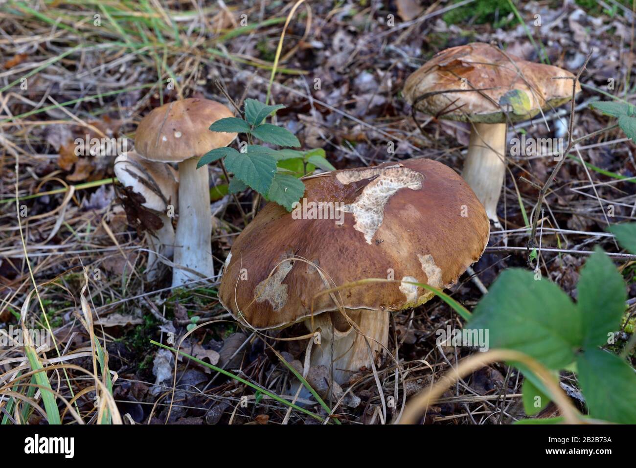 Cèpe de bordeaux Banque de photographies et d’images à haute résolution ...