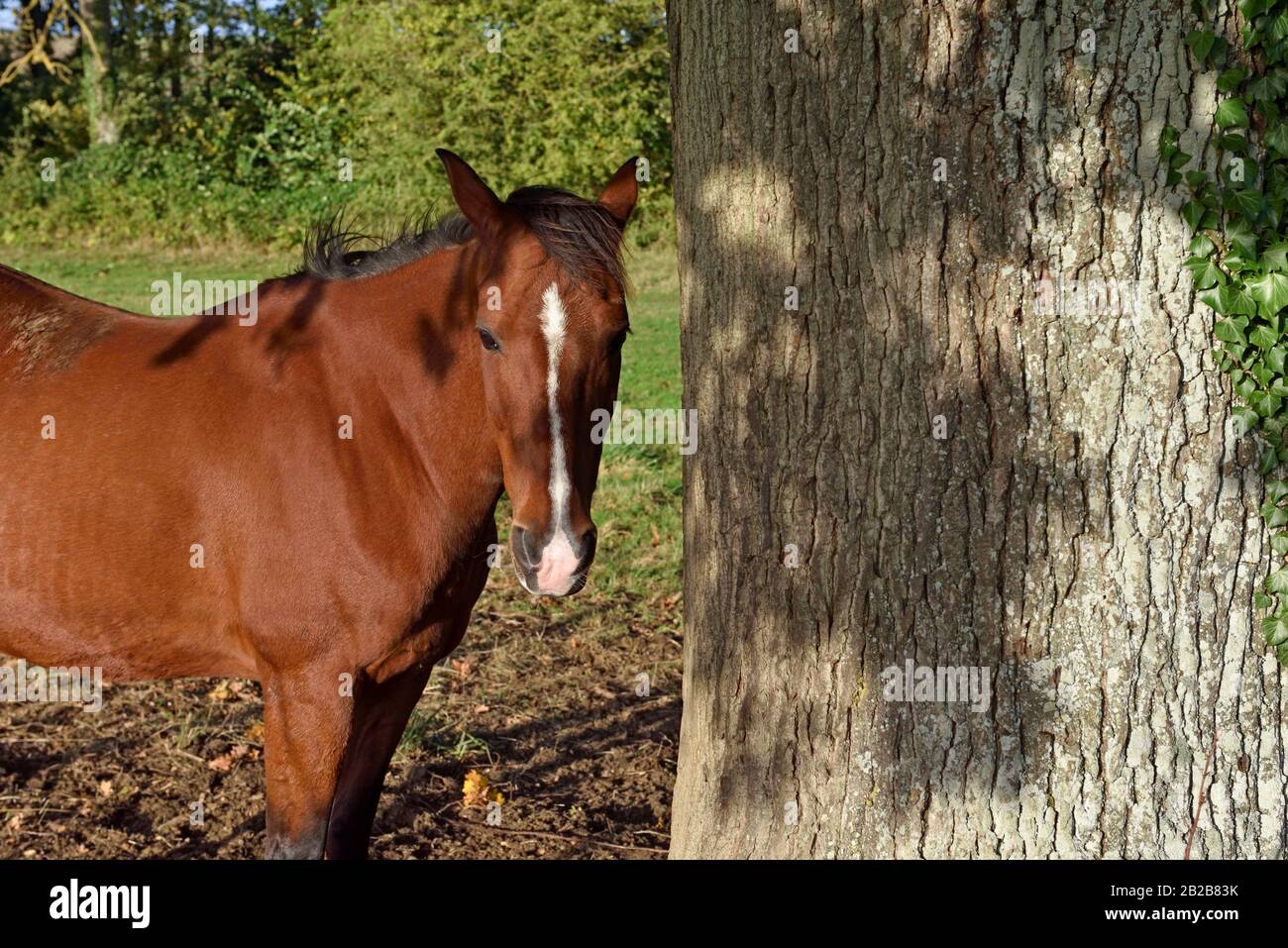 Le cheval bai Banque de photographies et d’images à haute résolution ...