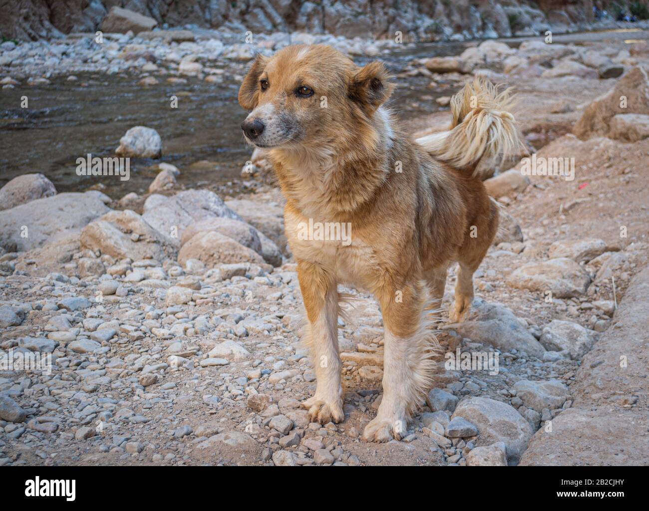Chien errant marocain Banque de photographies et d’images à haute ...