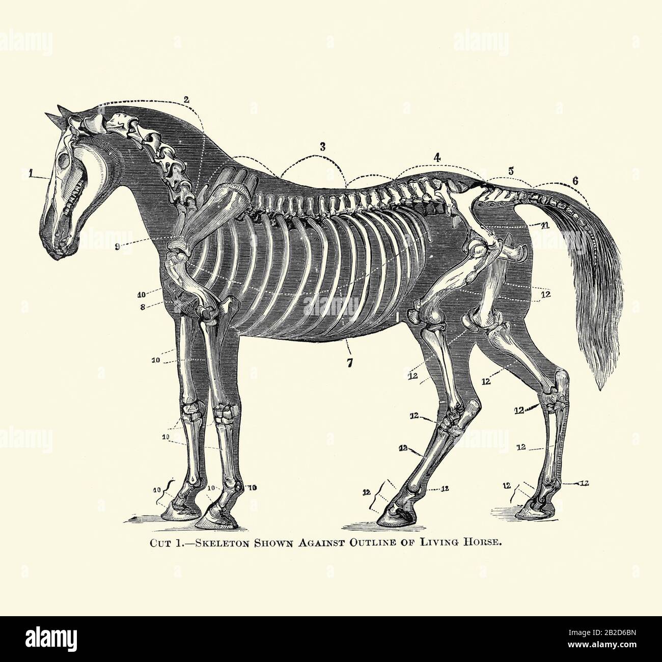 Anatomie cheval Banque de photographies et d’images à haute résolution ...