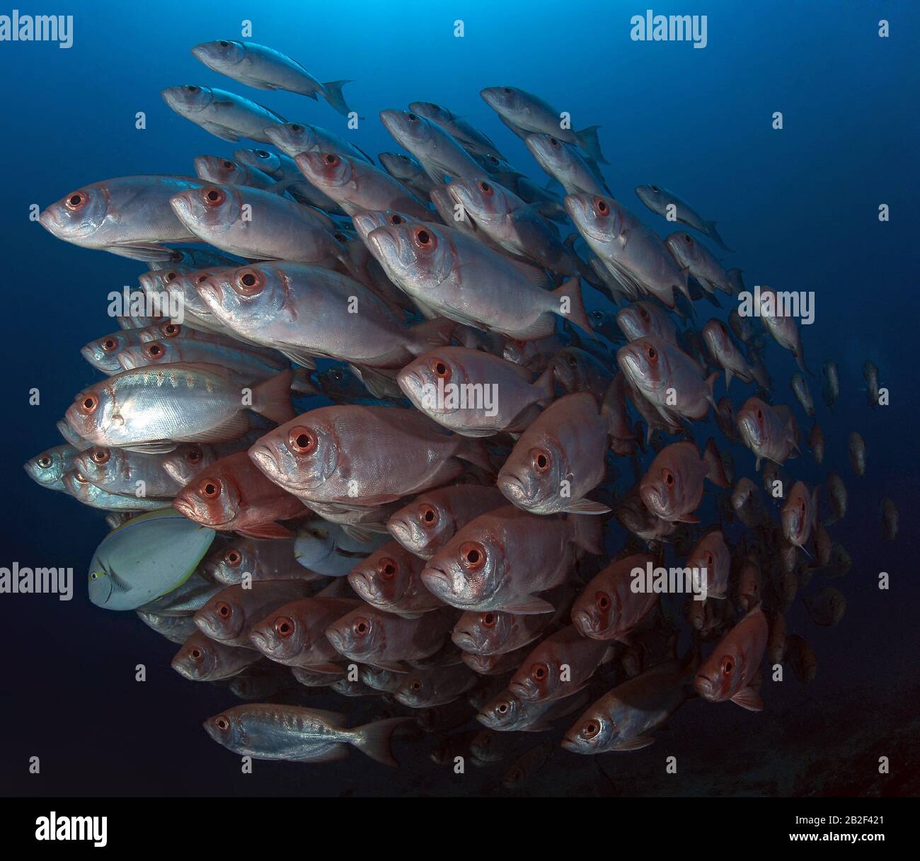 Nos poissons communs Banque de photographies et d’images à haute ...