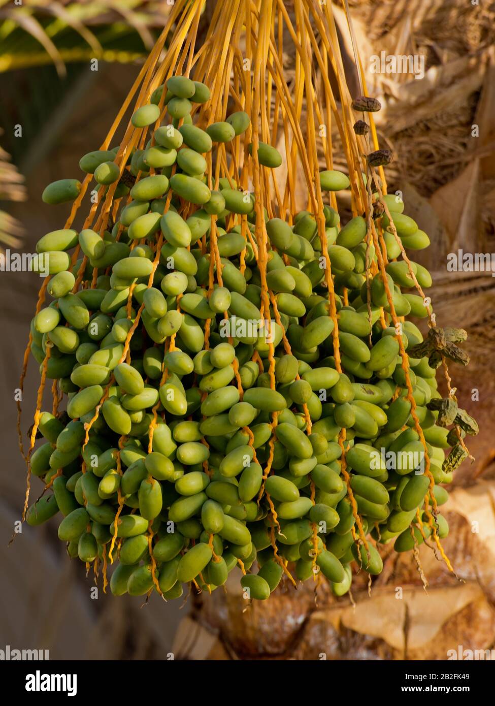 Dates sur un arbre Banque de photographies et d’images à haute ...