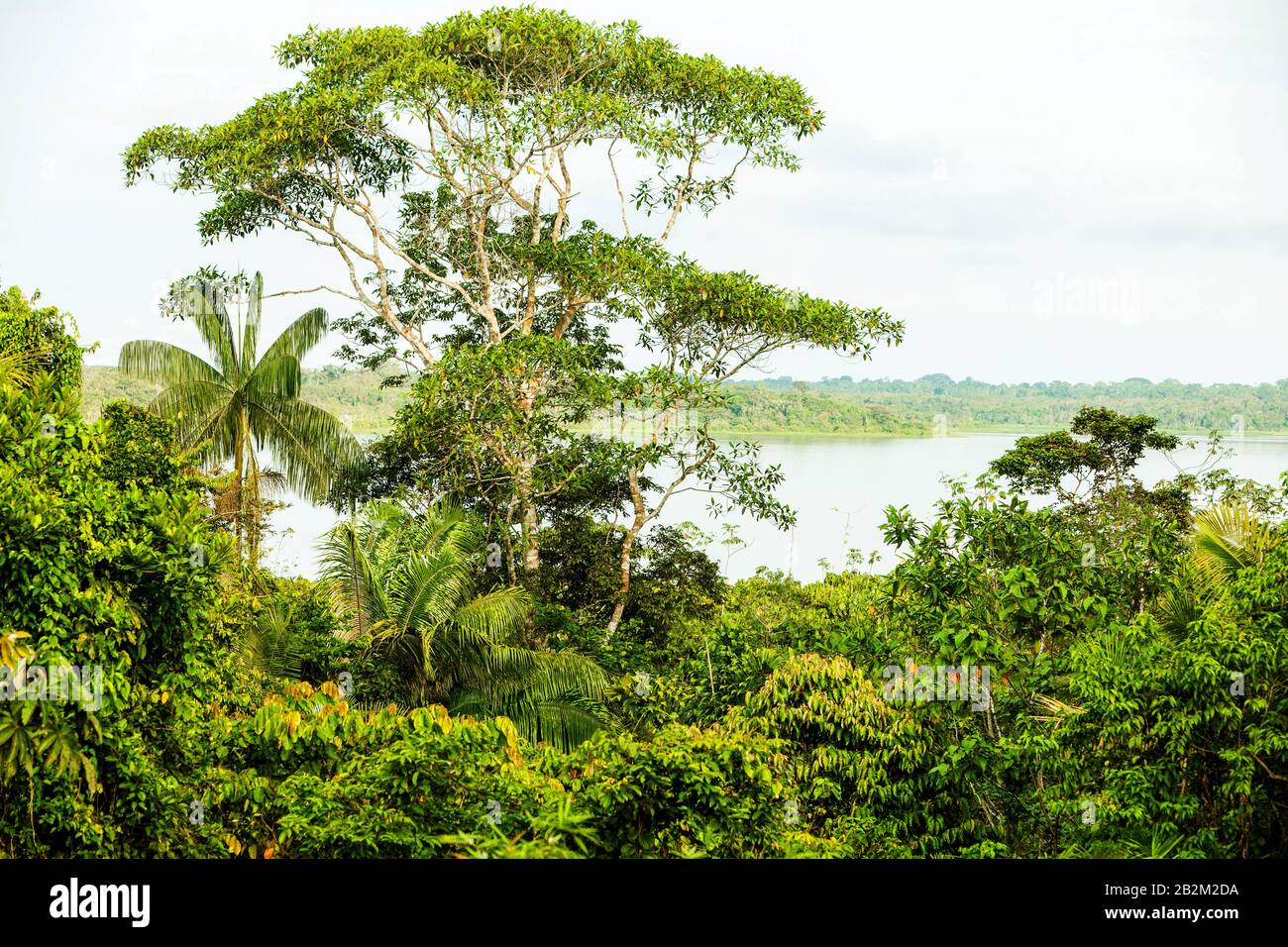 Amazonian basin Banque de photographies et d’images à haute résolution ...