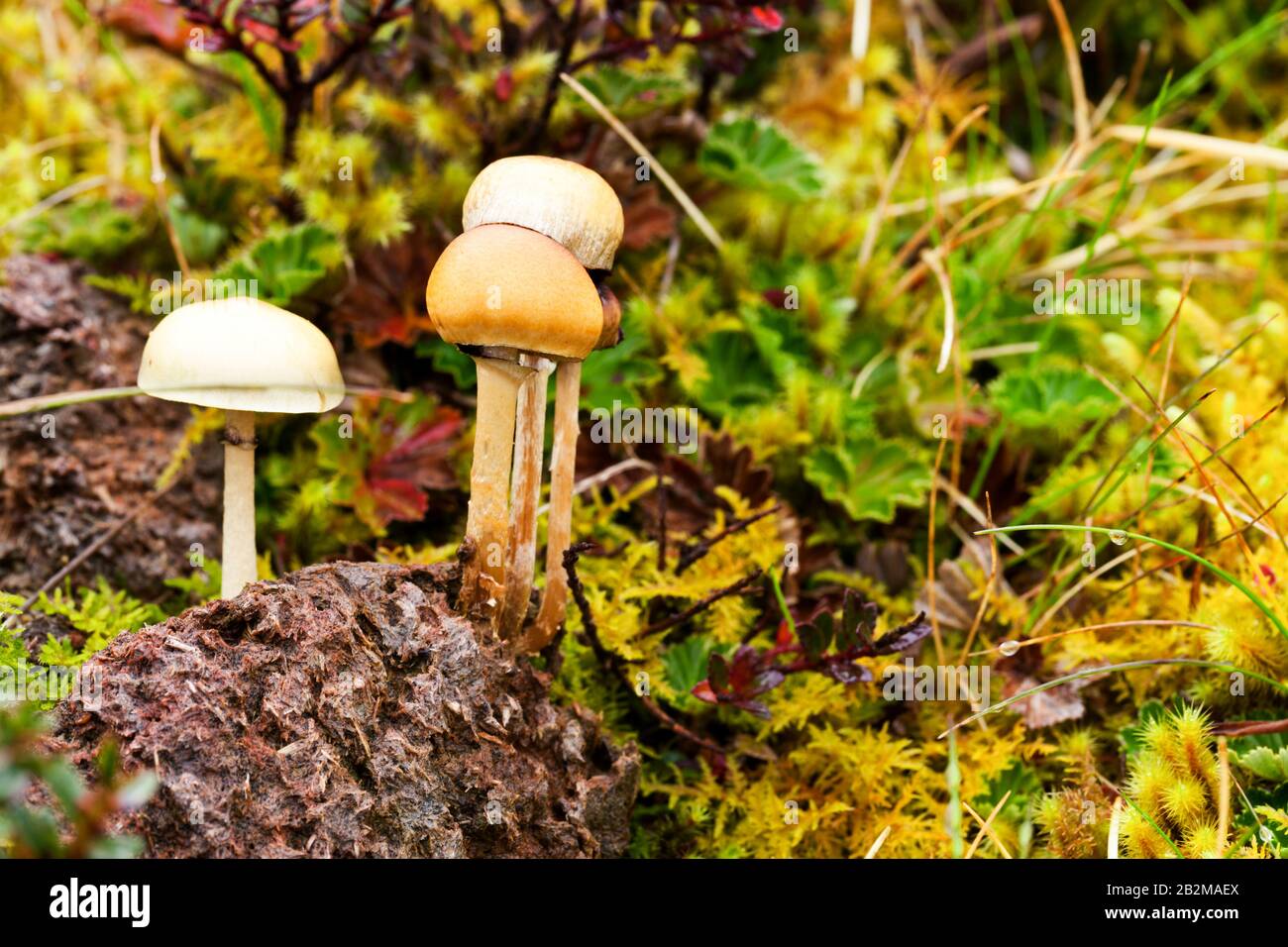 Champignon Sauvage Qui Se Développe À Partir De Fèces D'Animaux ...