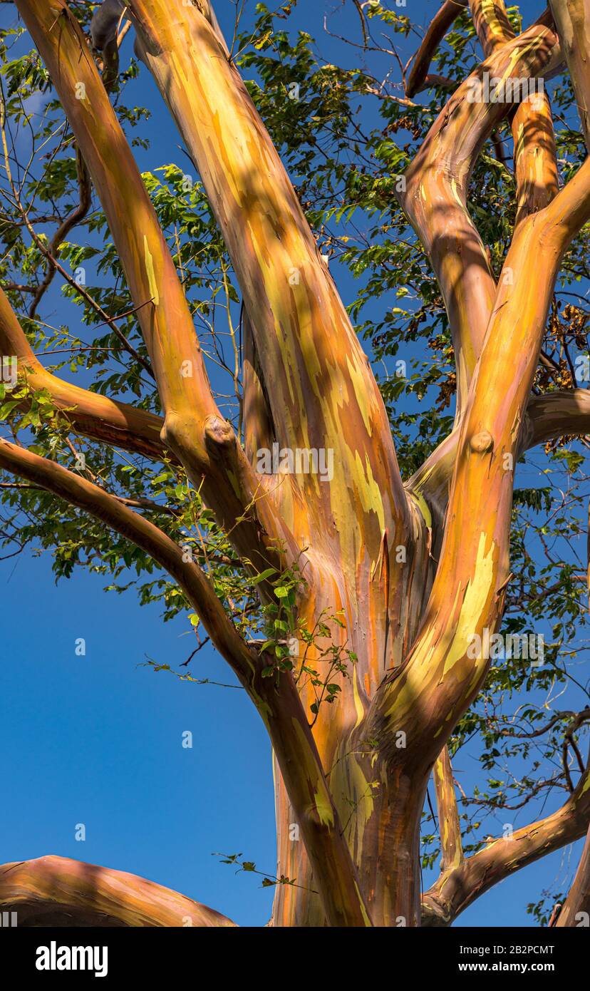 Arc en ciel eucalyptus deglupta Banque de photographies et d’images à ...