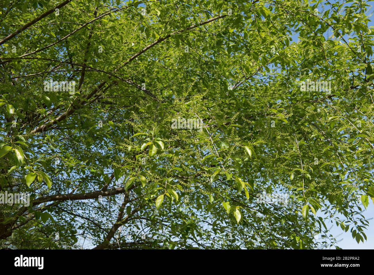 Prunus serotina tronc Banque de photographies et d’images à haute ...